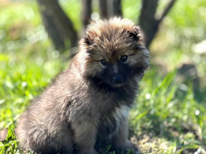 Пушистик 3,5 месяца от домашней собаки