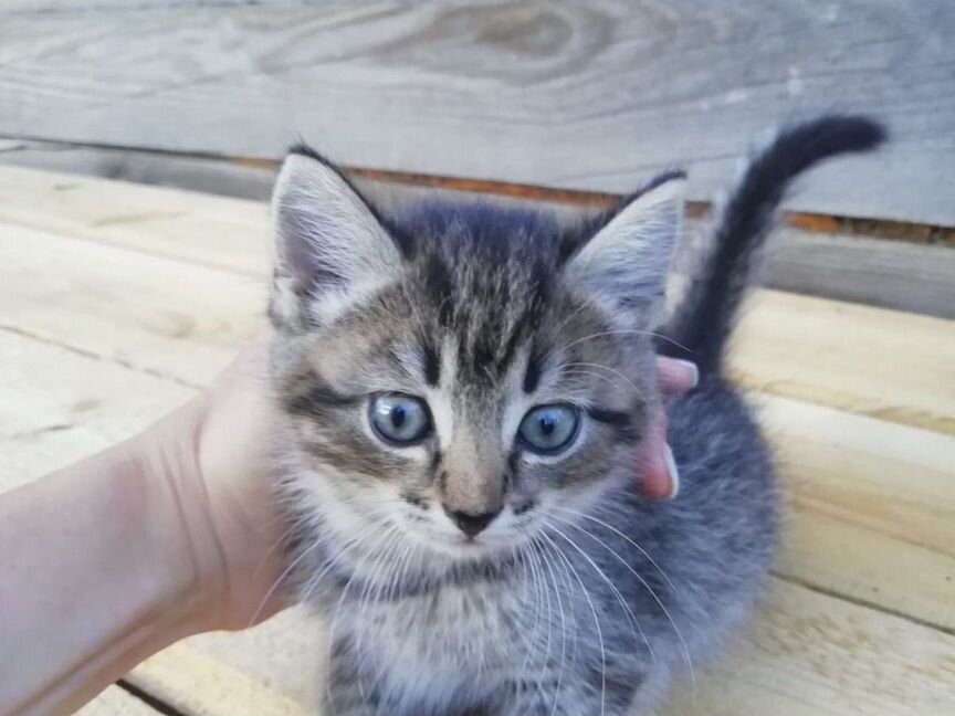 Котятенок в добрые руки девочка