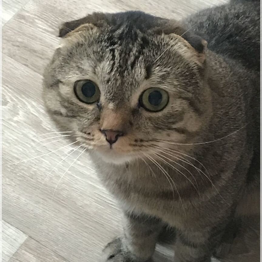 Отдам котика