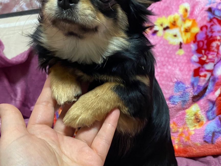 Шикарные девочки чихуахуа