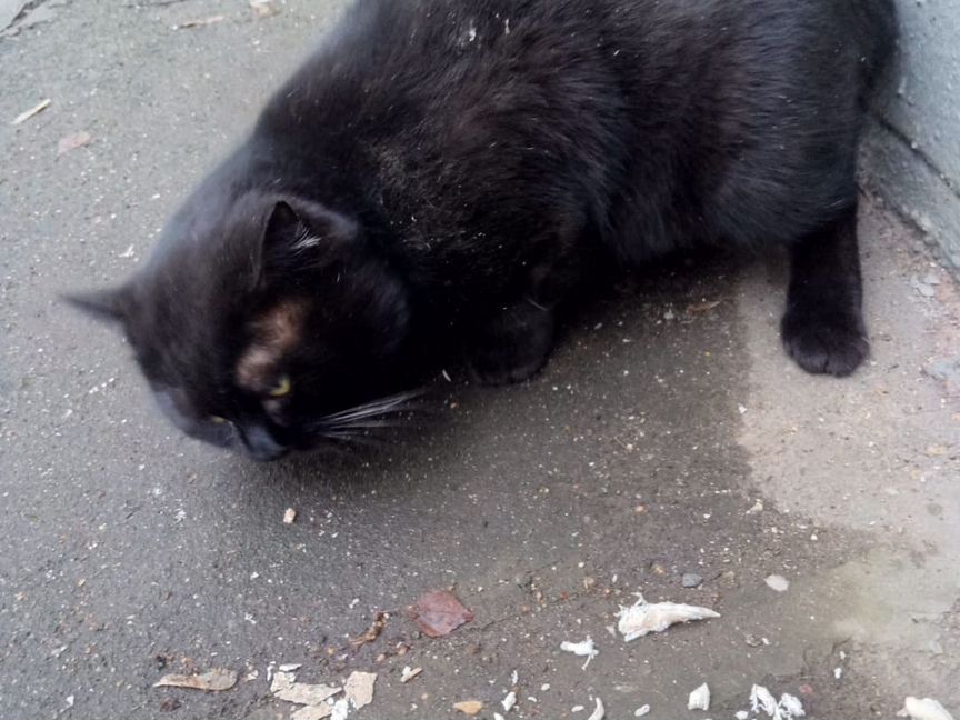 Коту очень нужен дом или передержка