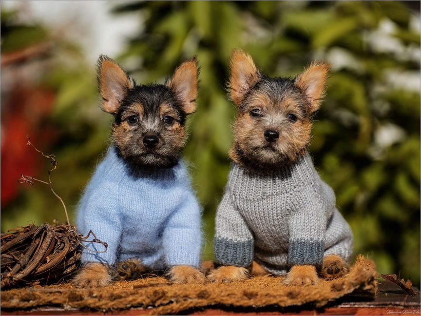 Щенки норвич терьера