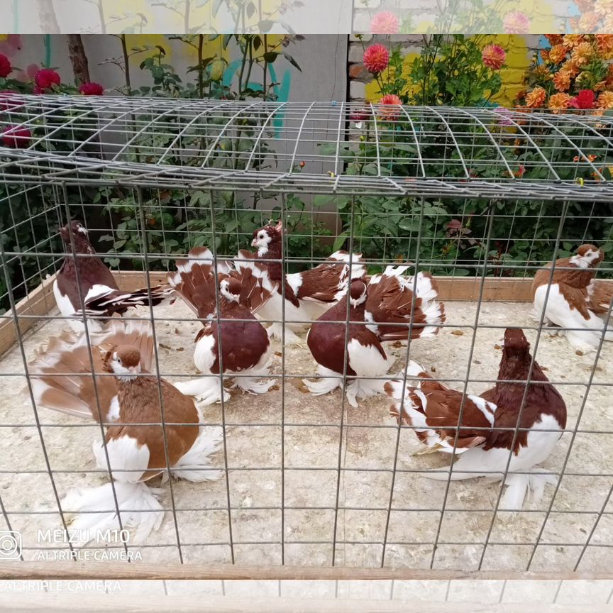 Продам статных голубей