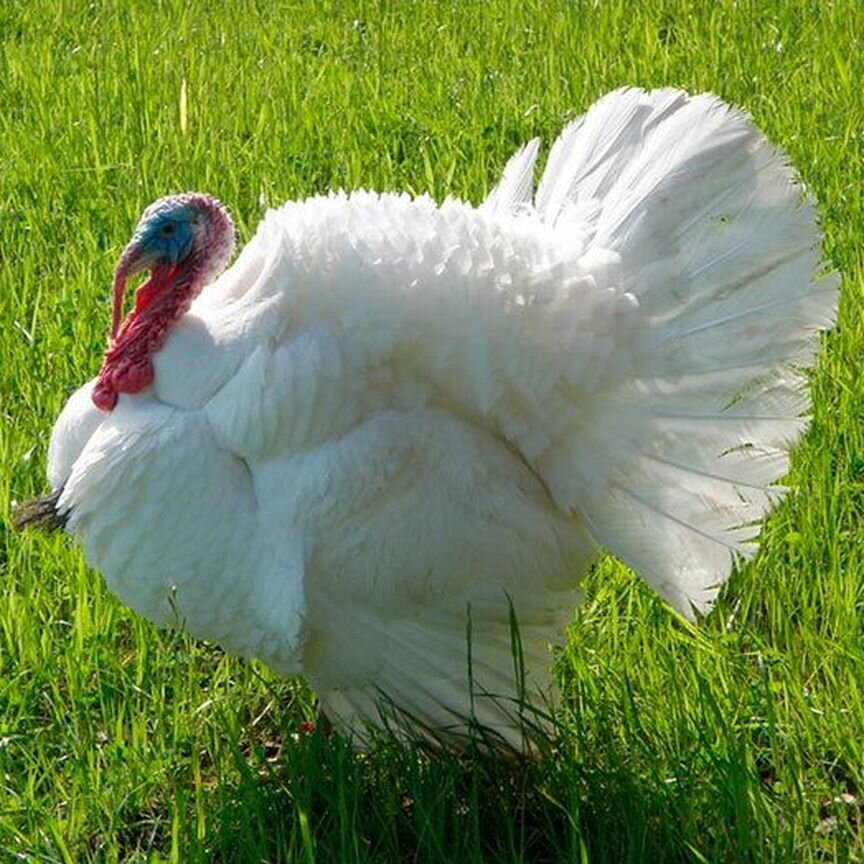 Домашняя индейка на мясо