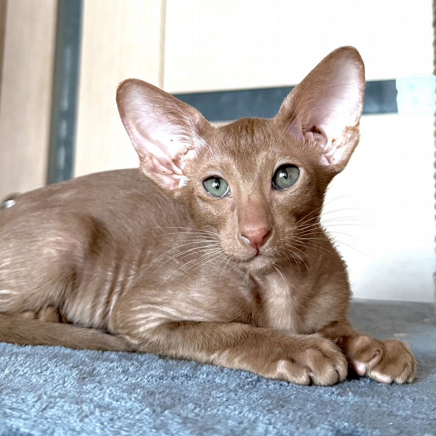 Ориентальный котёнок