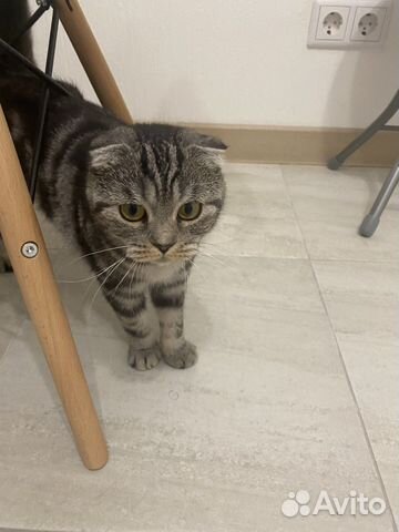 Шотландская кошка