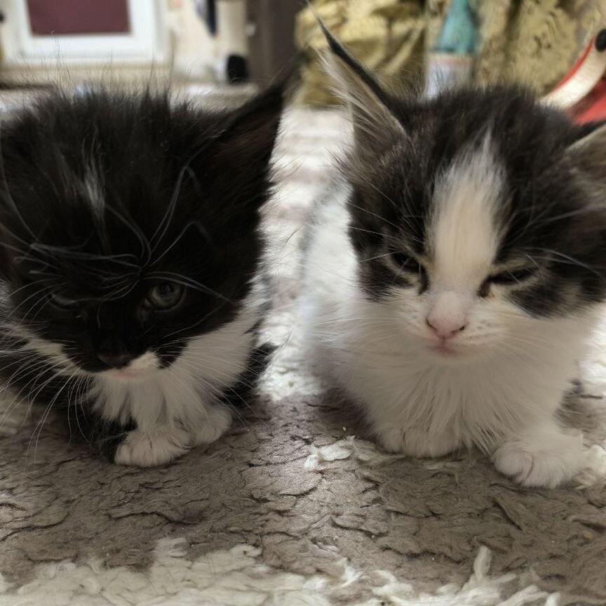 Мейн-кун котёнок