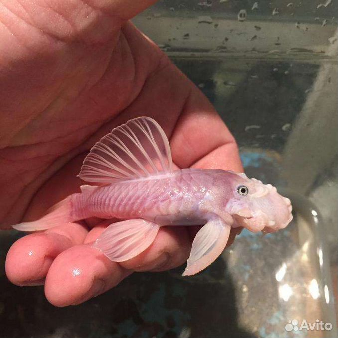 Анцитрус L 144