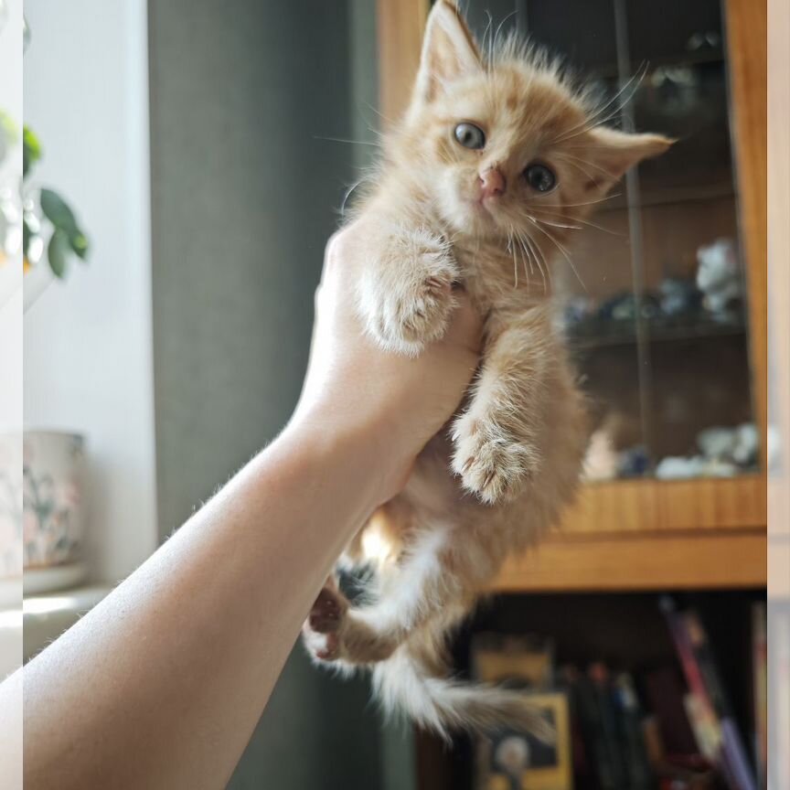 Рыжий котенок