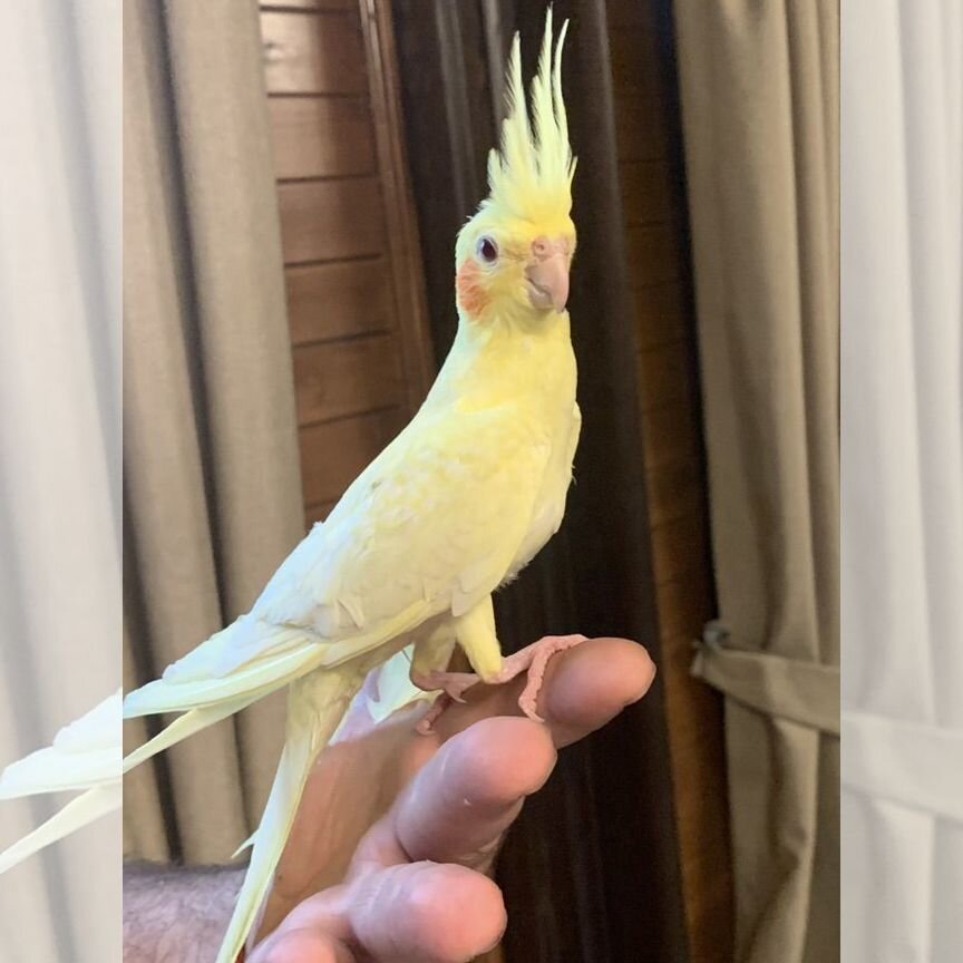 Попугай карела