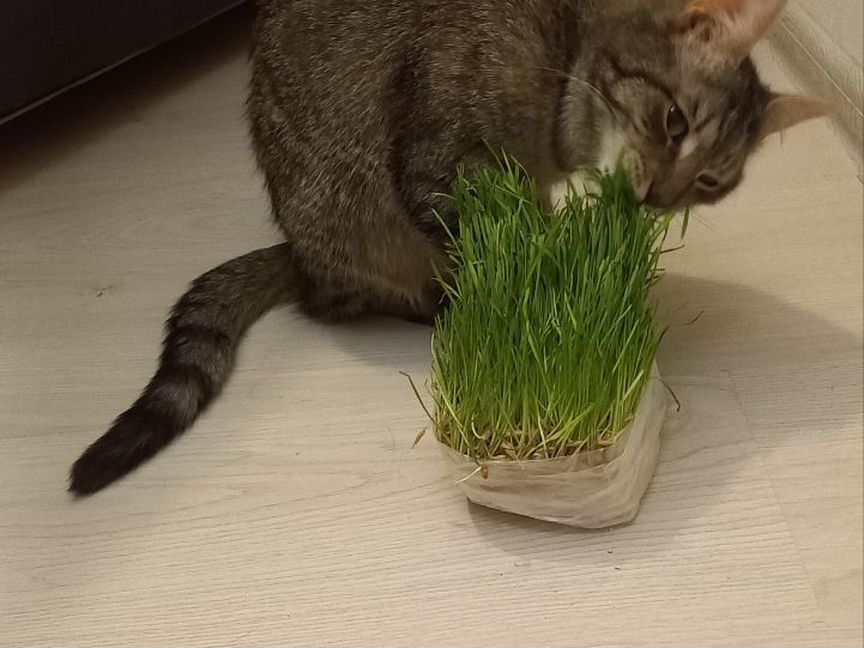 Кошка диванная