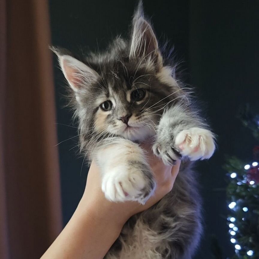 Мейн-кун котёнок