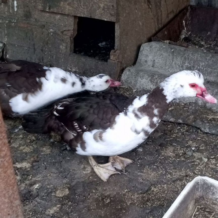 Мускусные утки