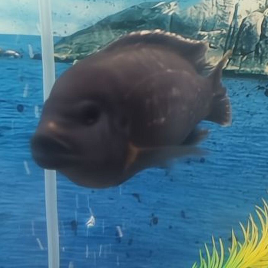 Малавийские цихлиды