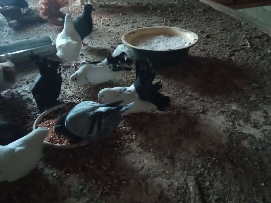 Продаю голубей породы "Павлины"