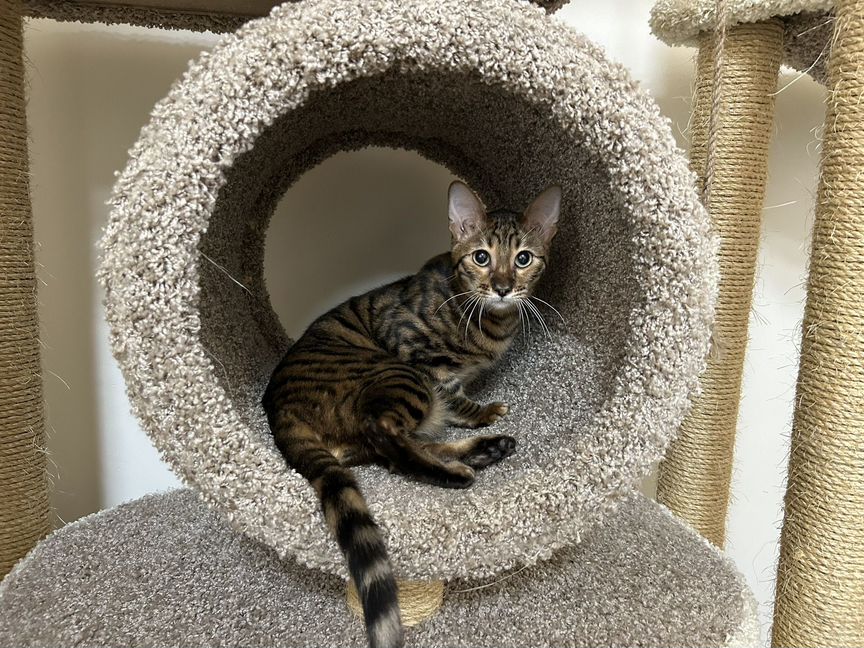 Тойгер котик Марсель