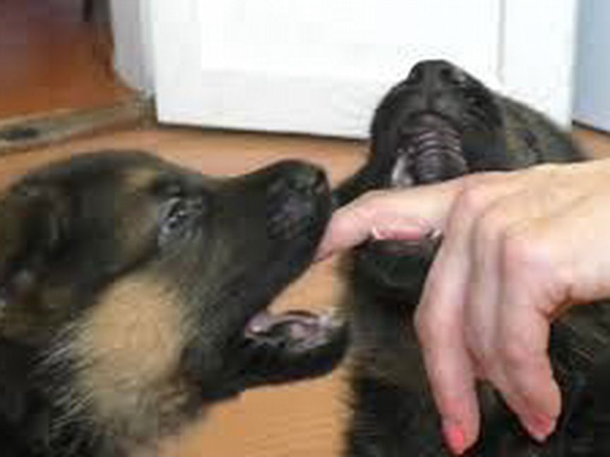 Овчарята в добрые руки