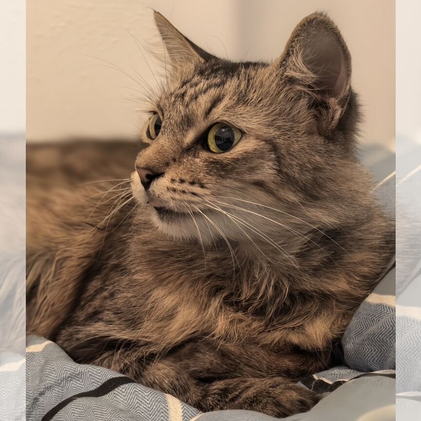 Взрослая, Девочка кошка в добрые руки