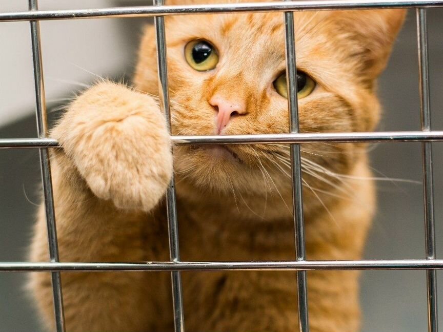 Спасенные котята, коты, кошки в добрые руки