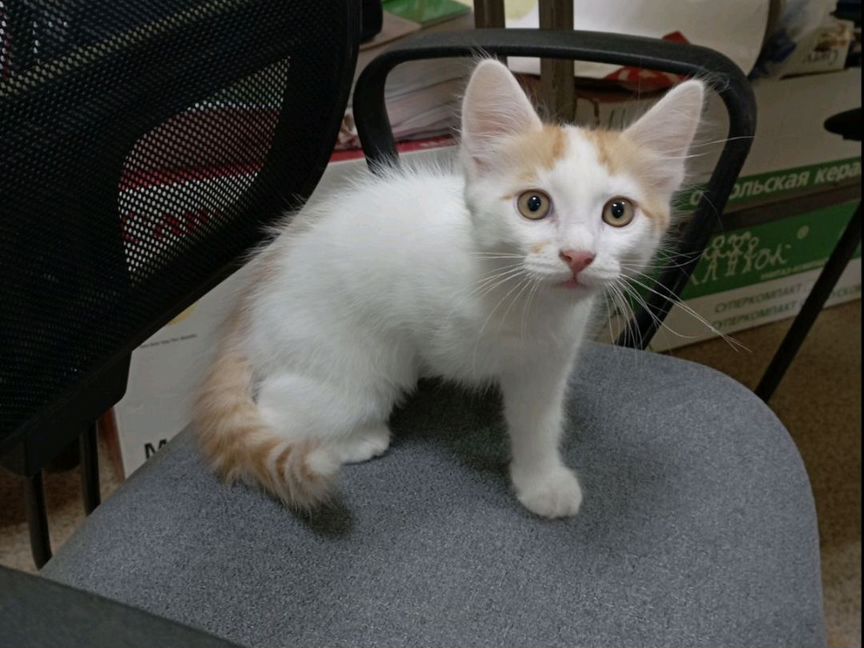3 котика 2 мес. ищут хозяев