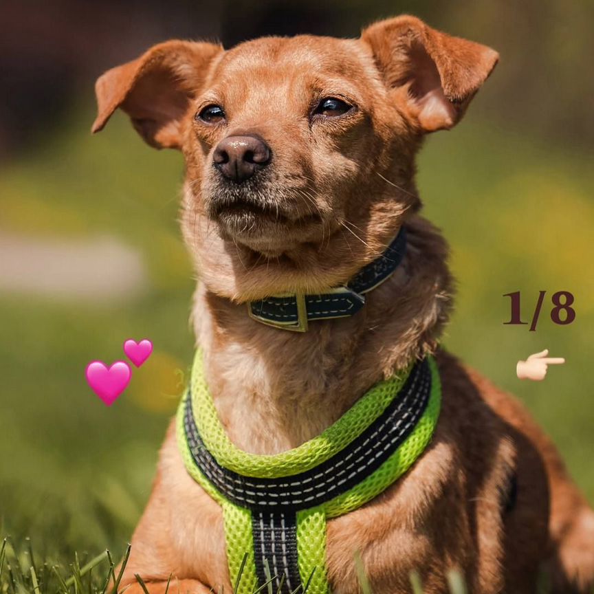 Взрослый пёс в добрые руки