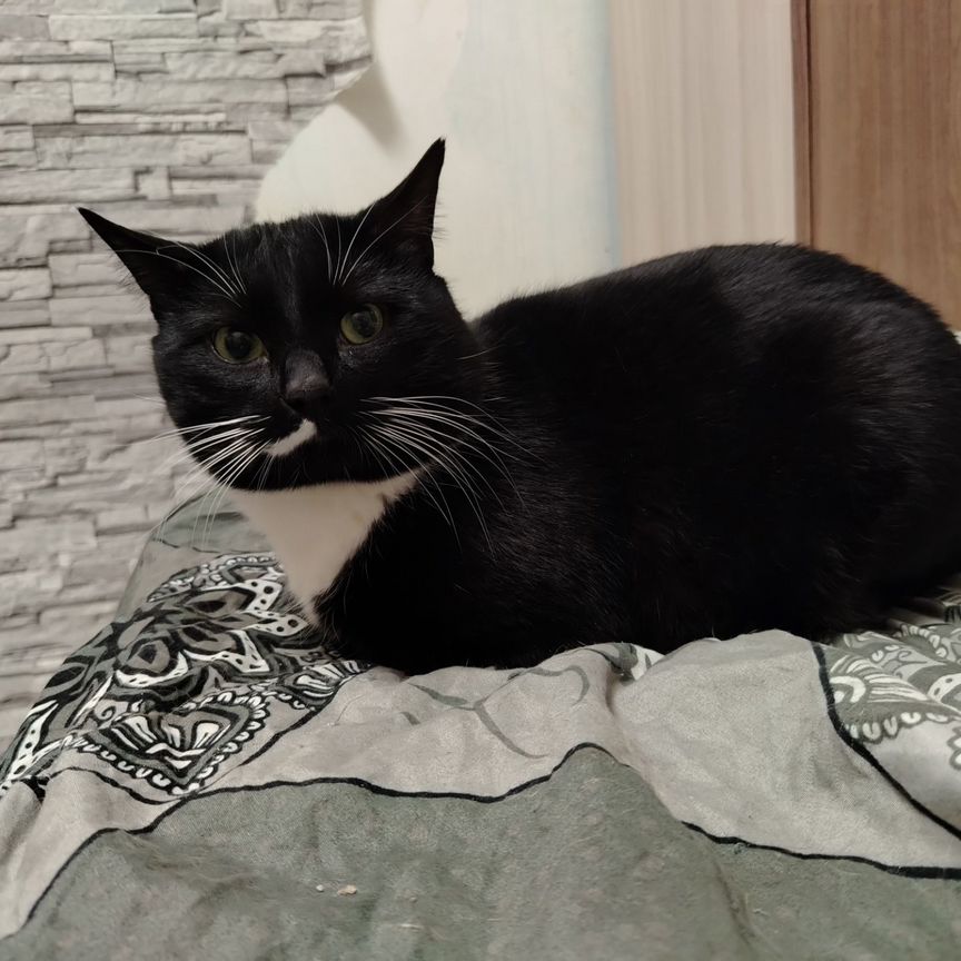 Взрослый кот в добрые руки