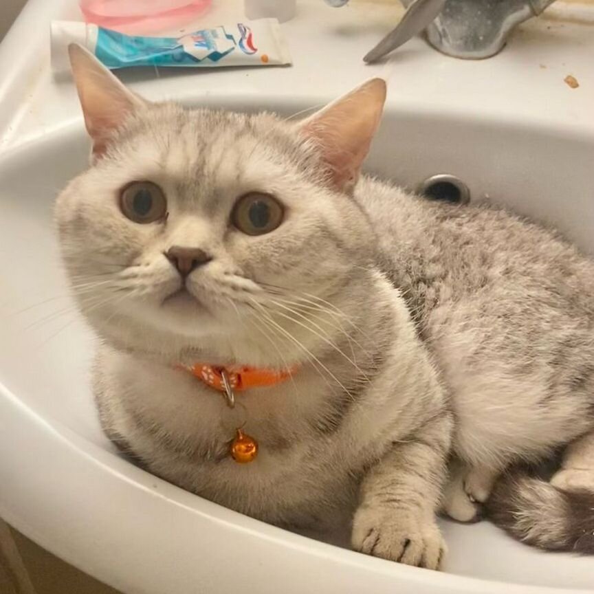 Отдам бесплатно кота породистый Шотландский