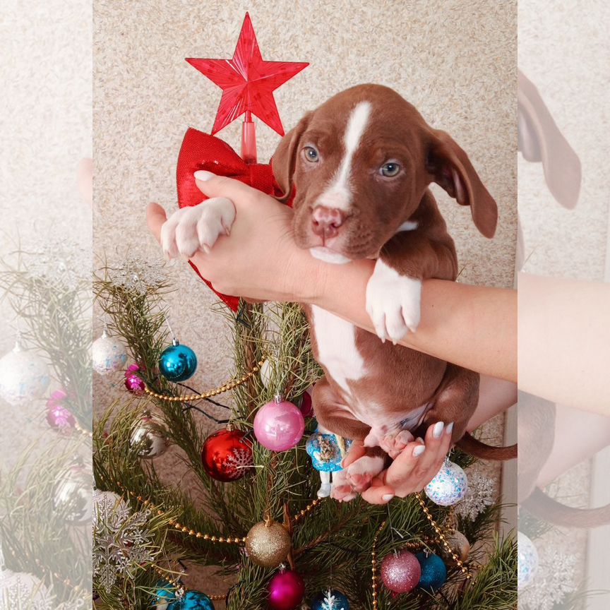 Американский питбультерьер, щенок