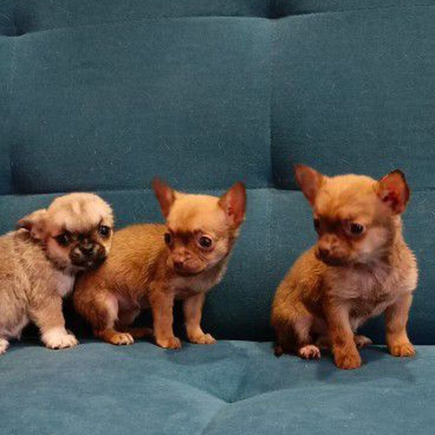 Чихуашки
