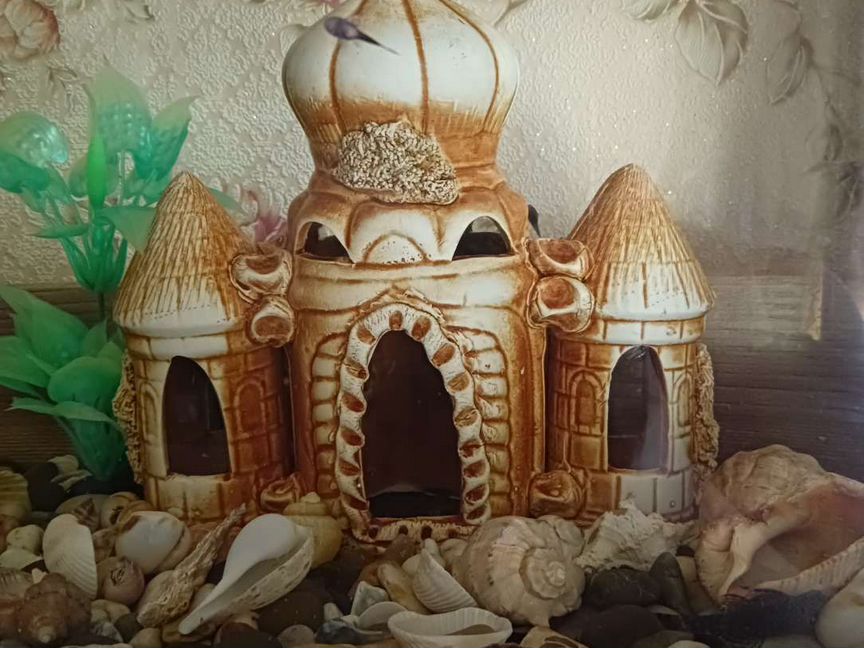 Аквариумные сомы анцитрус