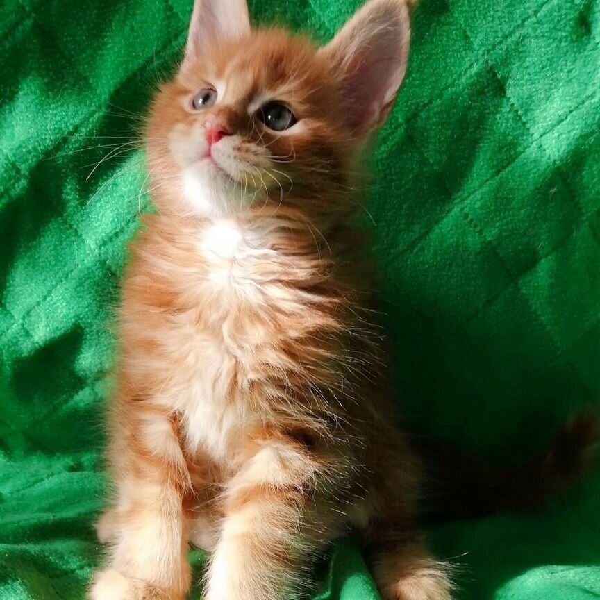Котята мейн-кун