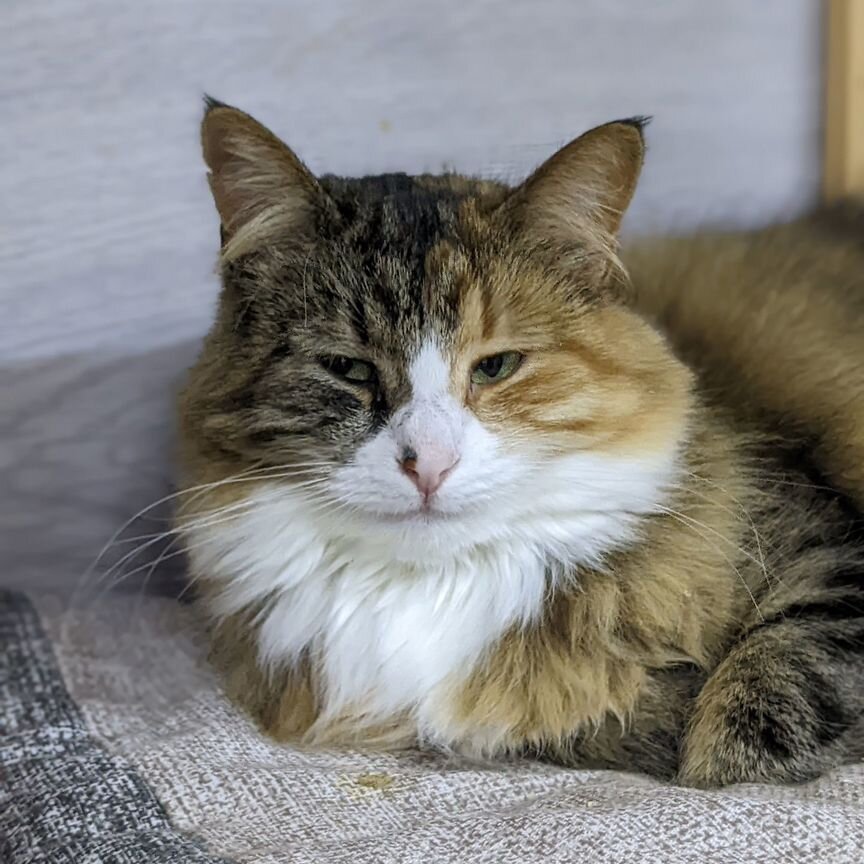 Изабель в поисках семьи