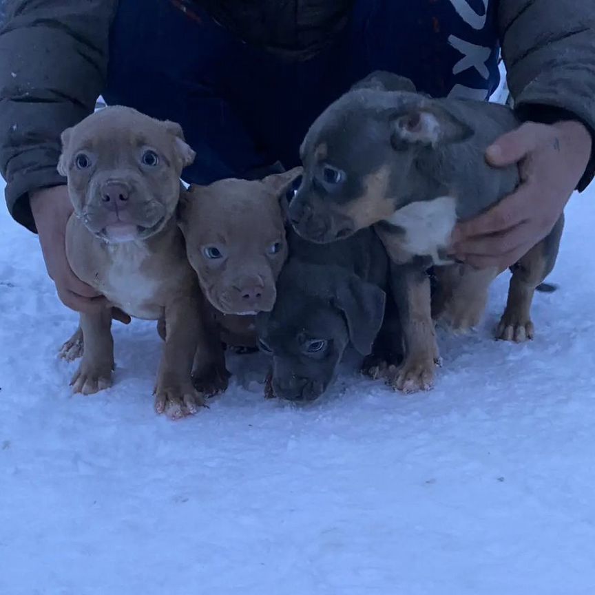 Американский булли, щенок