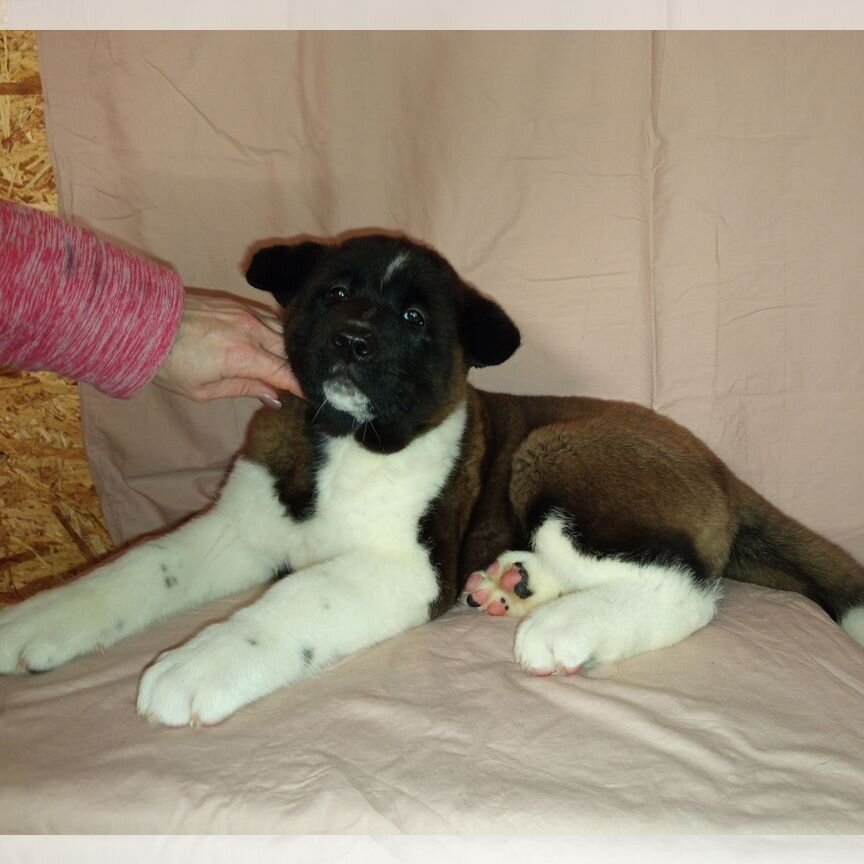 Американская акита, щенок