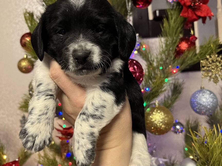 Щенки русского спаниеля