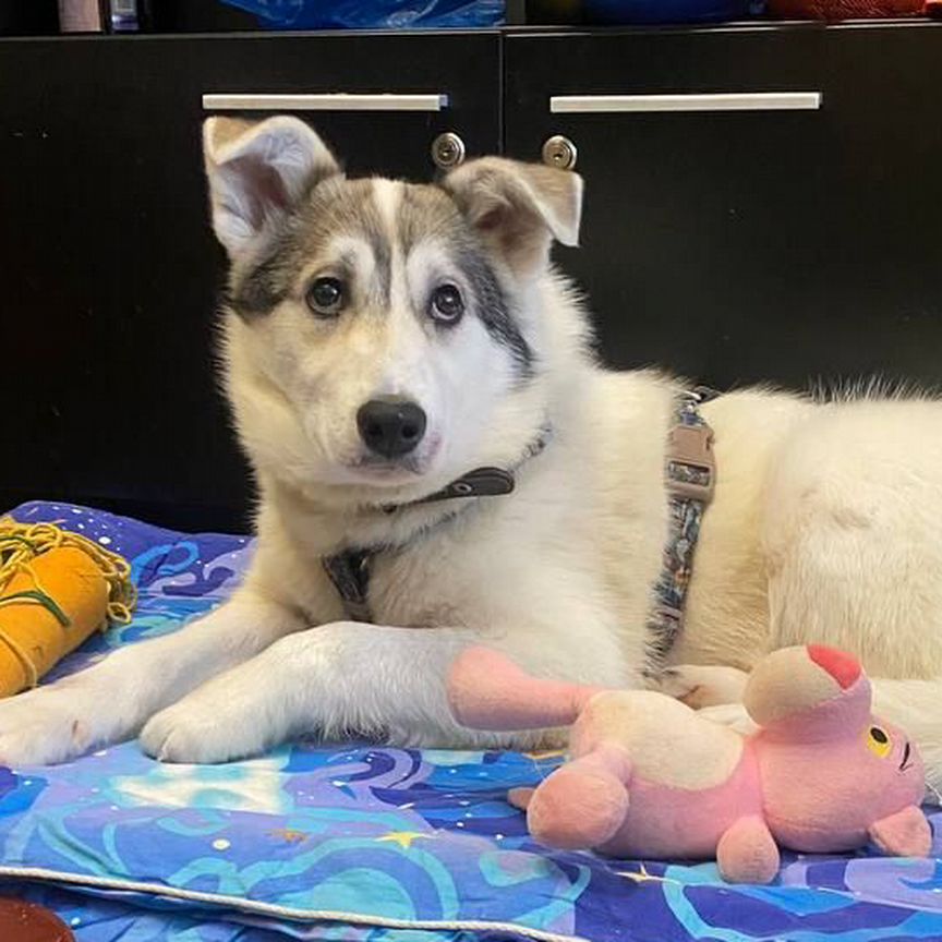 Щенок в добрые руки