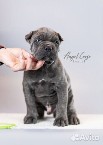 Кане Корсо - красавчик Чейтон