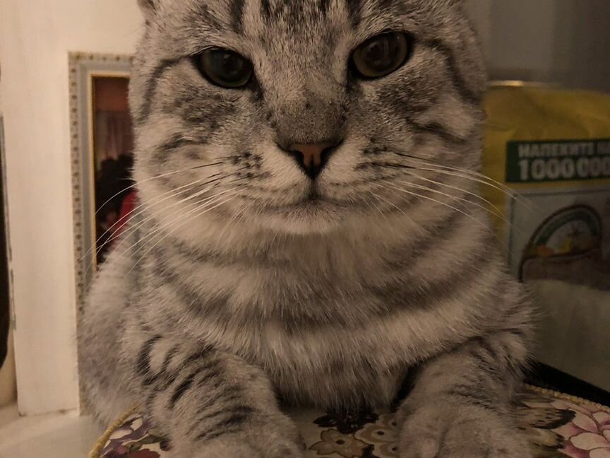 Отдам в добрые руки кота
