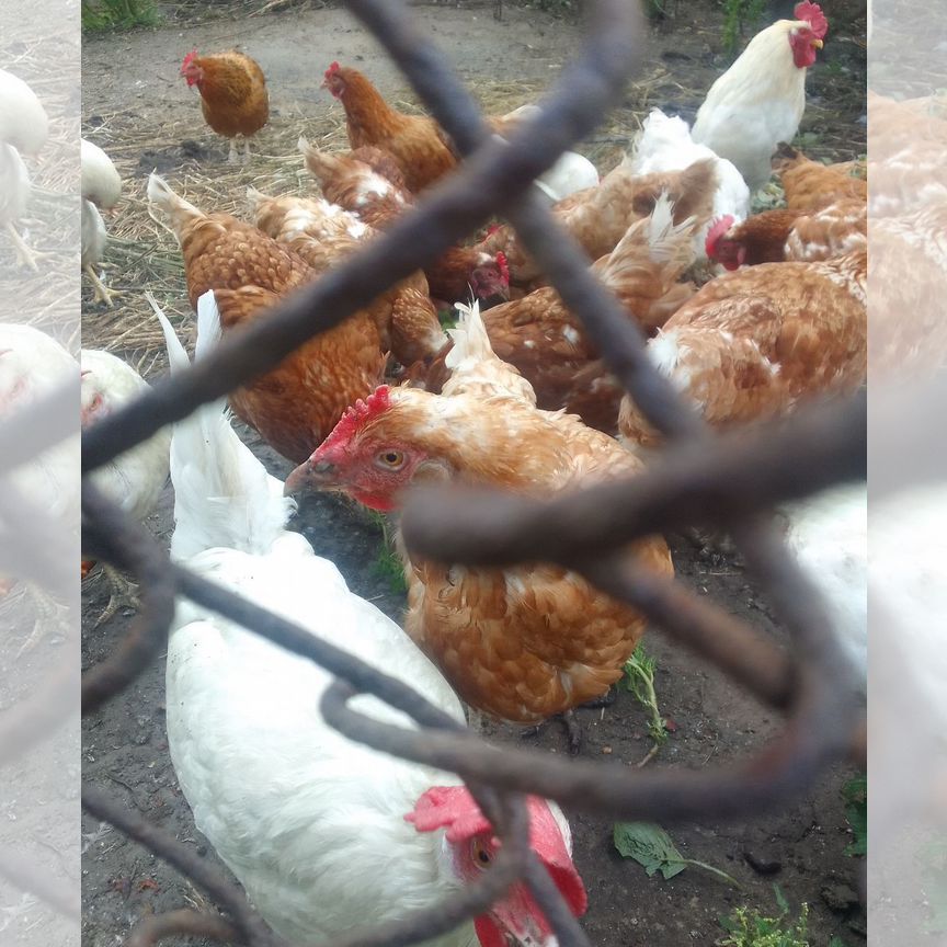 Куры несушки продам
