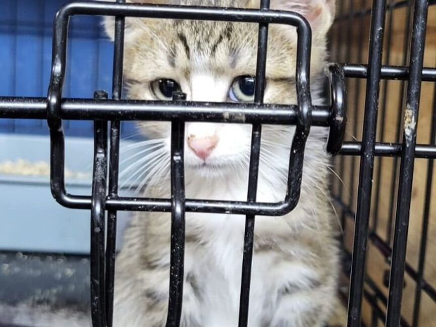 Котенок без имени и надежды