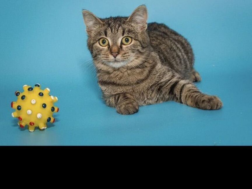 Котенок Крош 4 мес