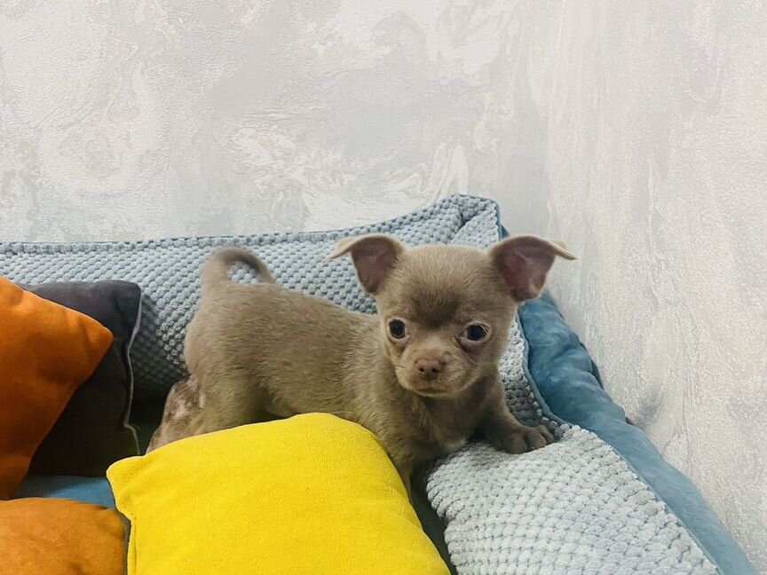 Лиловая красавица