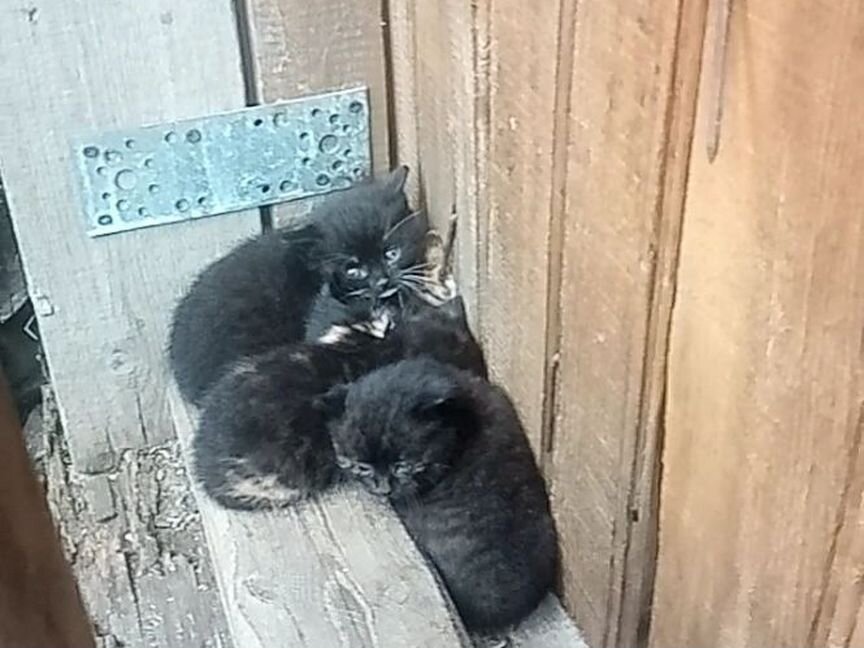 Котята ищут дом
