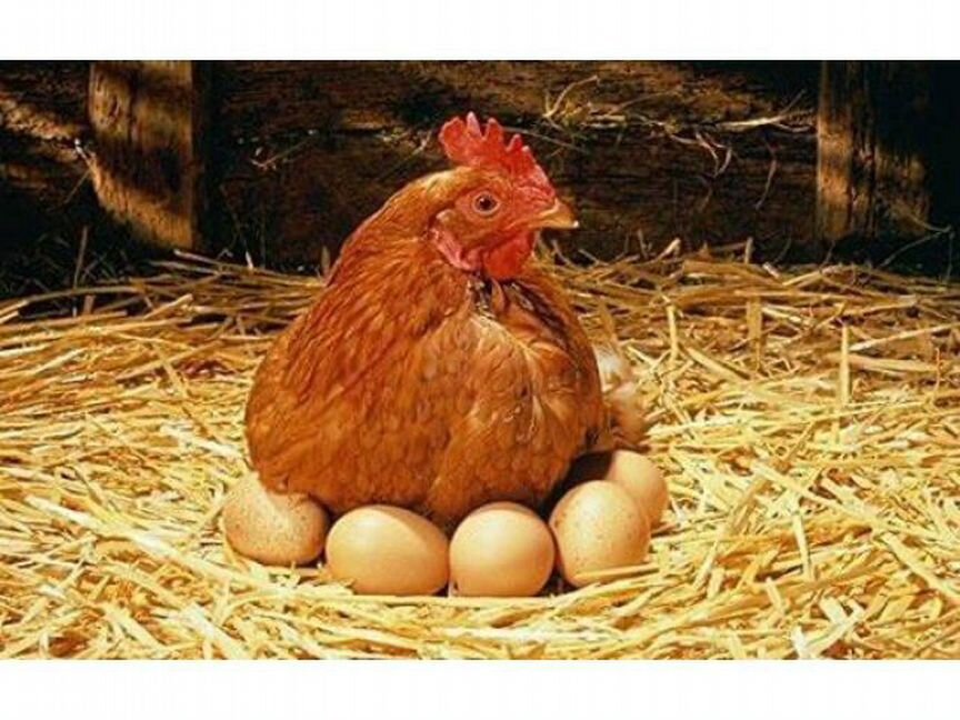 Полнорационный корм для кур несушек