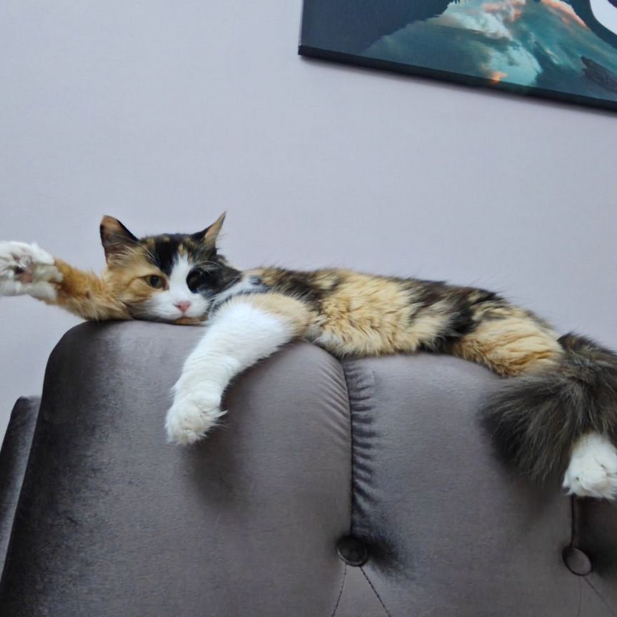 Кошечка ищет нового хозяина(бесплатно)