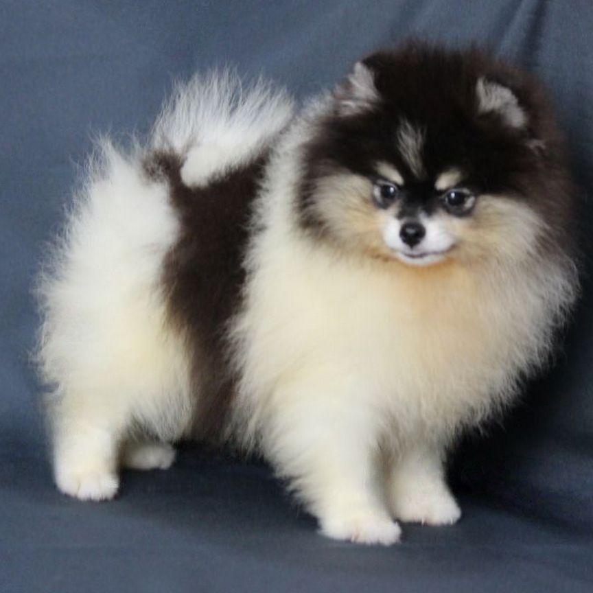 Померанский шпиц, щенок