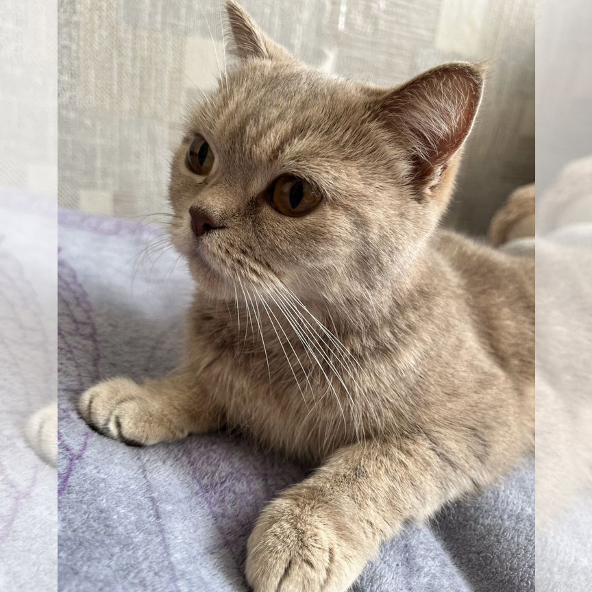 Кошка