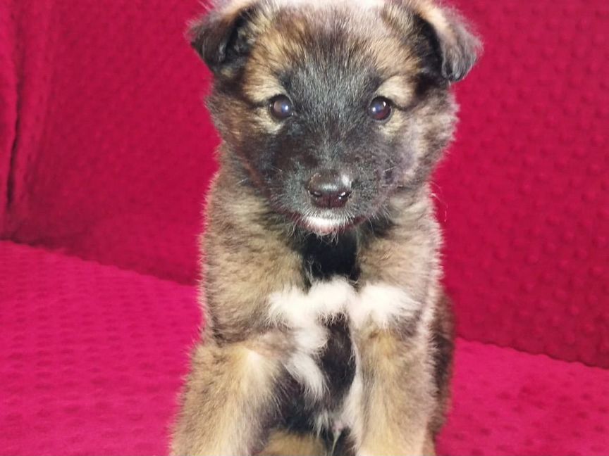 Щенок в добрые руки