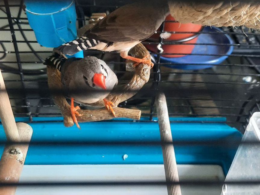 Продам двух амадинов, девочки 6 месяцев, с клеткой