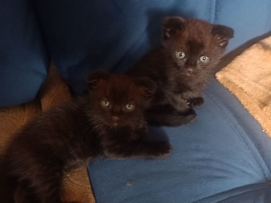 Вислоухие котята